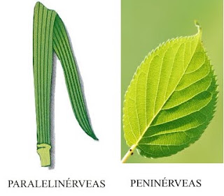 Anatomia e Morfologia Vegetal