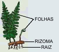 Anatomia e Morfologia Vegetal: CAULE