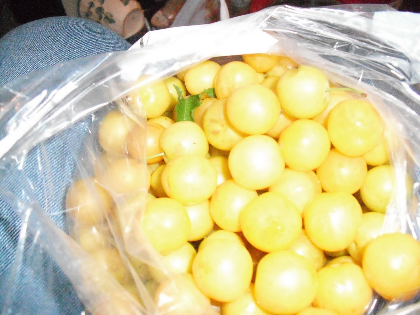 Wild Yellow Cherry Plums/Bullace