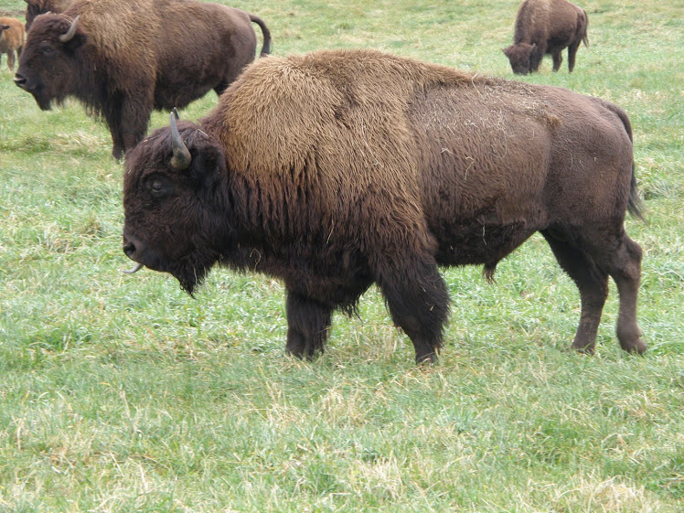 Armstrong Creek Bison Co.: We are not feeding buffalo we are building ...