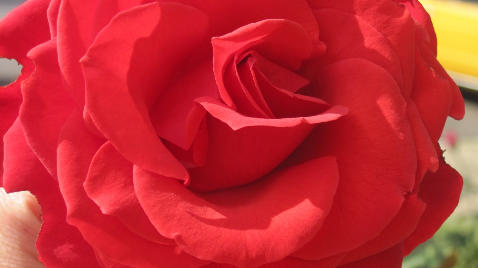 poesia em imagens: rosa encarnada