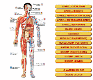 Observa2: 3r. ESO. El cos humà