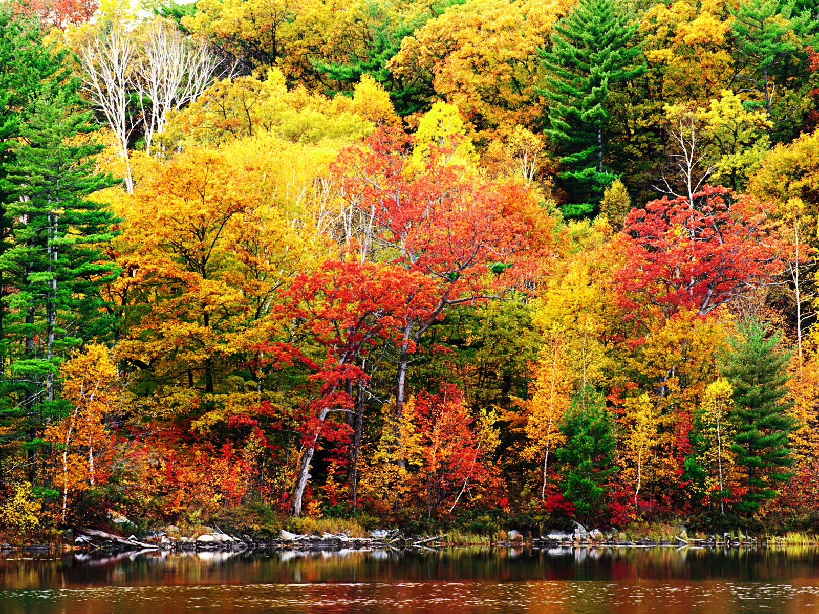 Erika's Chiquis: Fall in Maine