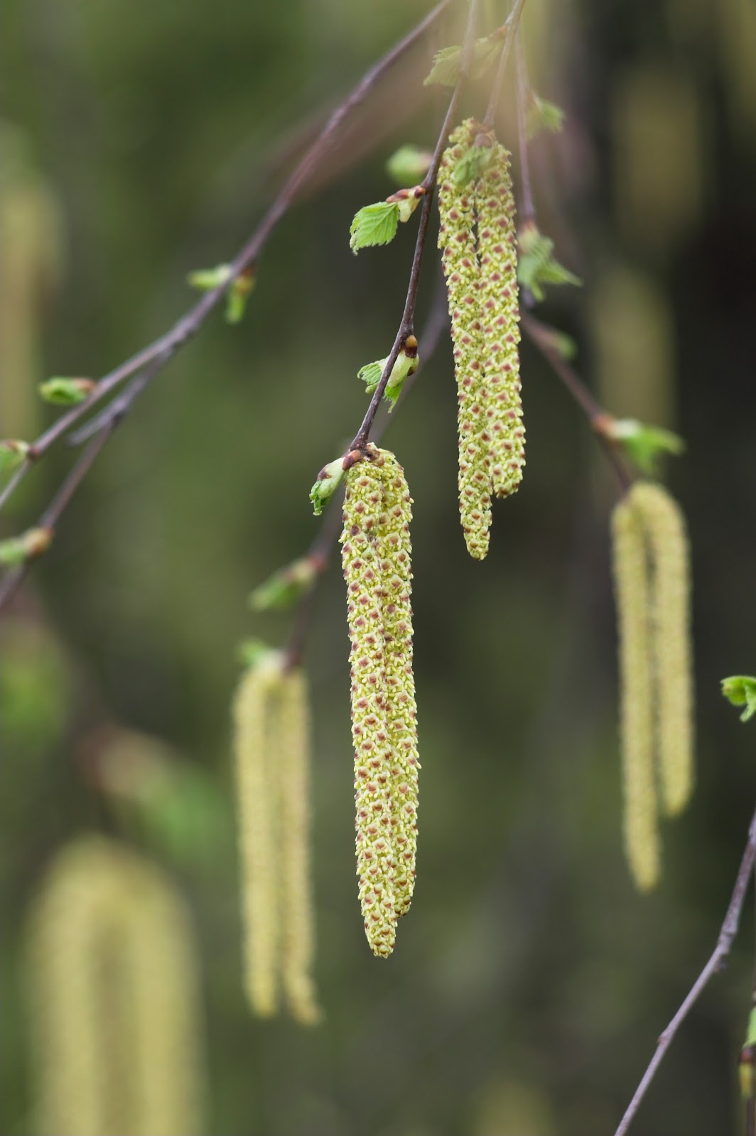 PassAlong Plants: Using Willow as a Root Stimulator