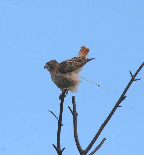 Hawkwatch at the Franklin Institute: The eyasses are slicing (all you ...