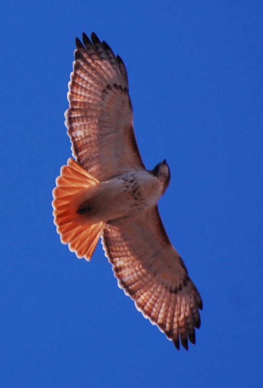 Hawkwatch at the Franklin Institute: John Blakeman on how hawks hunt ...
