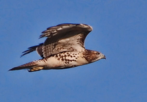 Hawkwatch at the Franklin Institute: John Blakeman on how hawks hunt ...