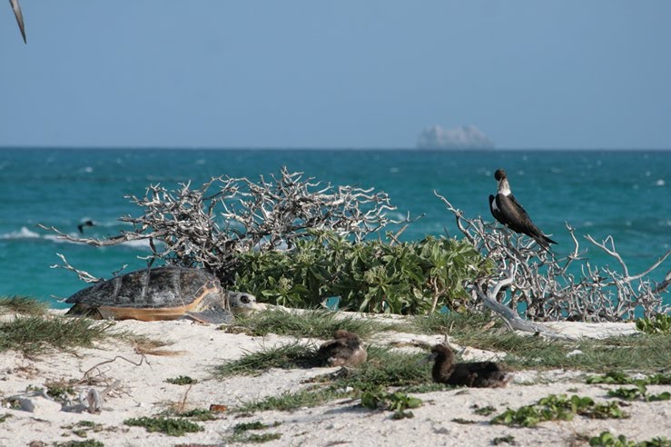 Tern Island Times: June 2010