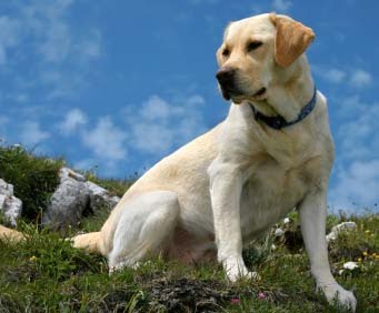 Vet GC: Cão Labrador