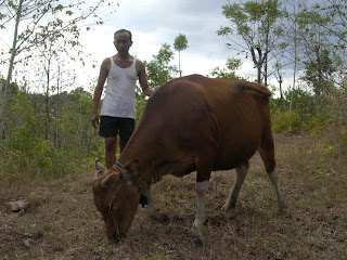 Sapi Bali Flasma Nutfah Asli Indonesia