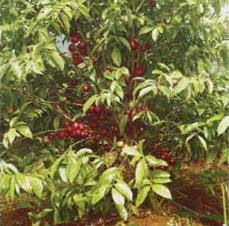 Health Center Information: Mahkota Dewa Tea