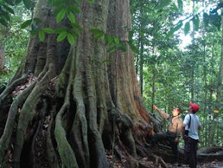 TERENGGANU BEST: The World's Oldest Cengal Tree