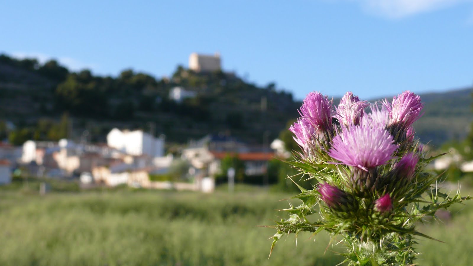 FOTOS JM.G: LA FLOR DEL CARDO (CARDUUS TENUIFLORUS)