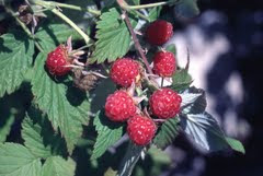 La Alacena de Charo Val: ÁGREDA GASTRONÓMICA// CHORDÓN DEL MONCAYO PARA ...