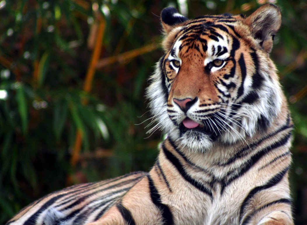 Φυσιογνωσία: Αιλουροειδή (Ά μέρος)