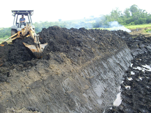 PROSFÉRTIL Adubos Orgânicos à Base de Turfa: O que é turfa?