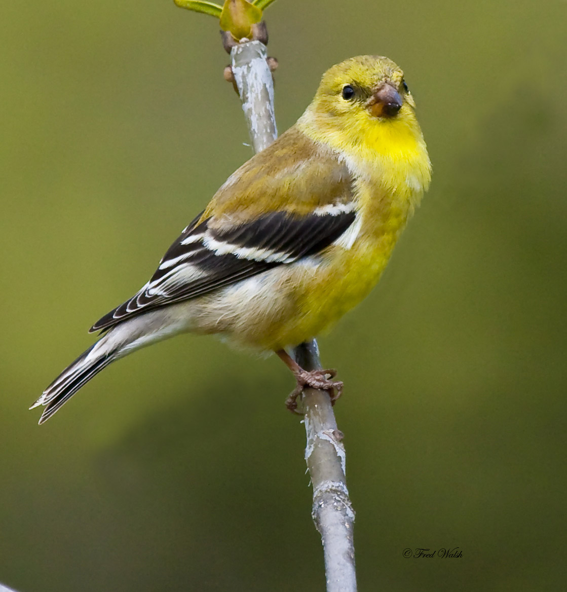 Fred Walsh Photos Goldfinch Male And Female