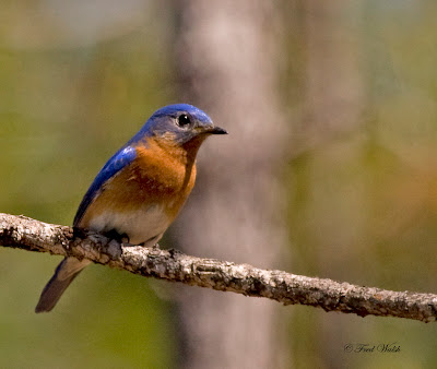 fred walsh photos: Eastern Bluebird