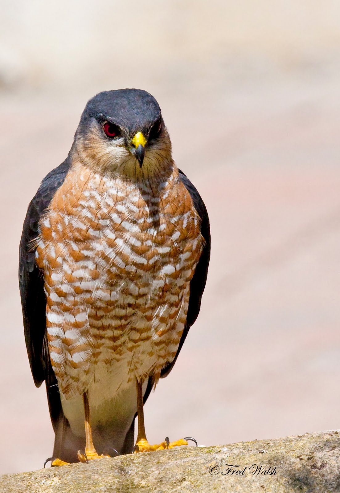 fred walsh photos: Sharp Shinned Hawk