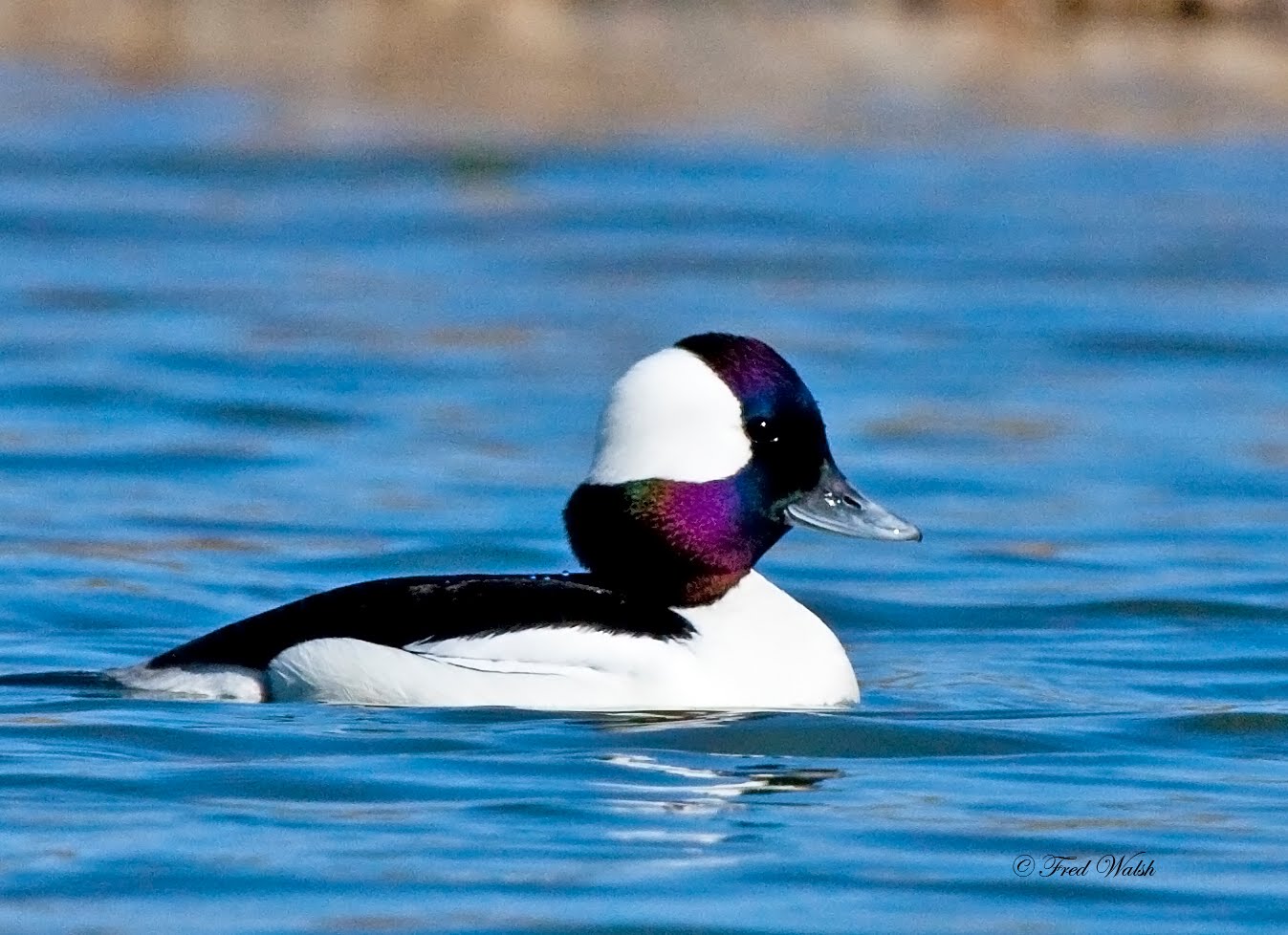 fred walsh photos: Bufflehead Duck, male & female