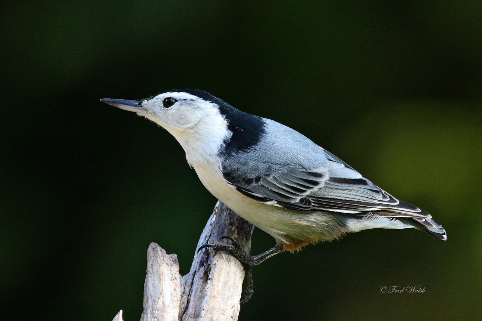 fred walsh photos: White breasted Nuthatch