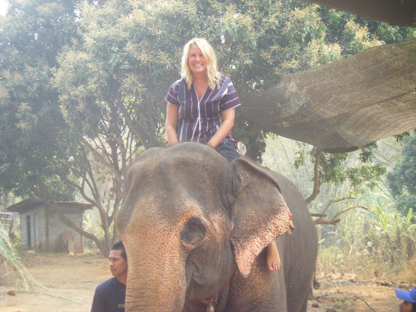Travelling in Paradise: A Day of Elephant Training...