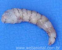 Mundo Animal: BERNES