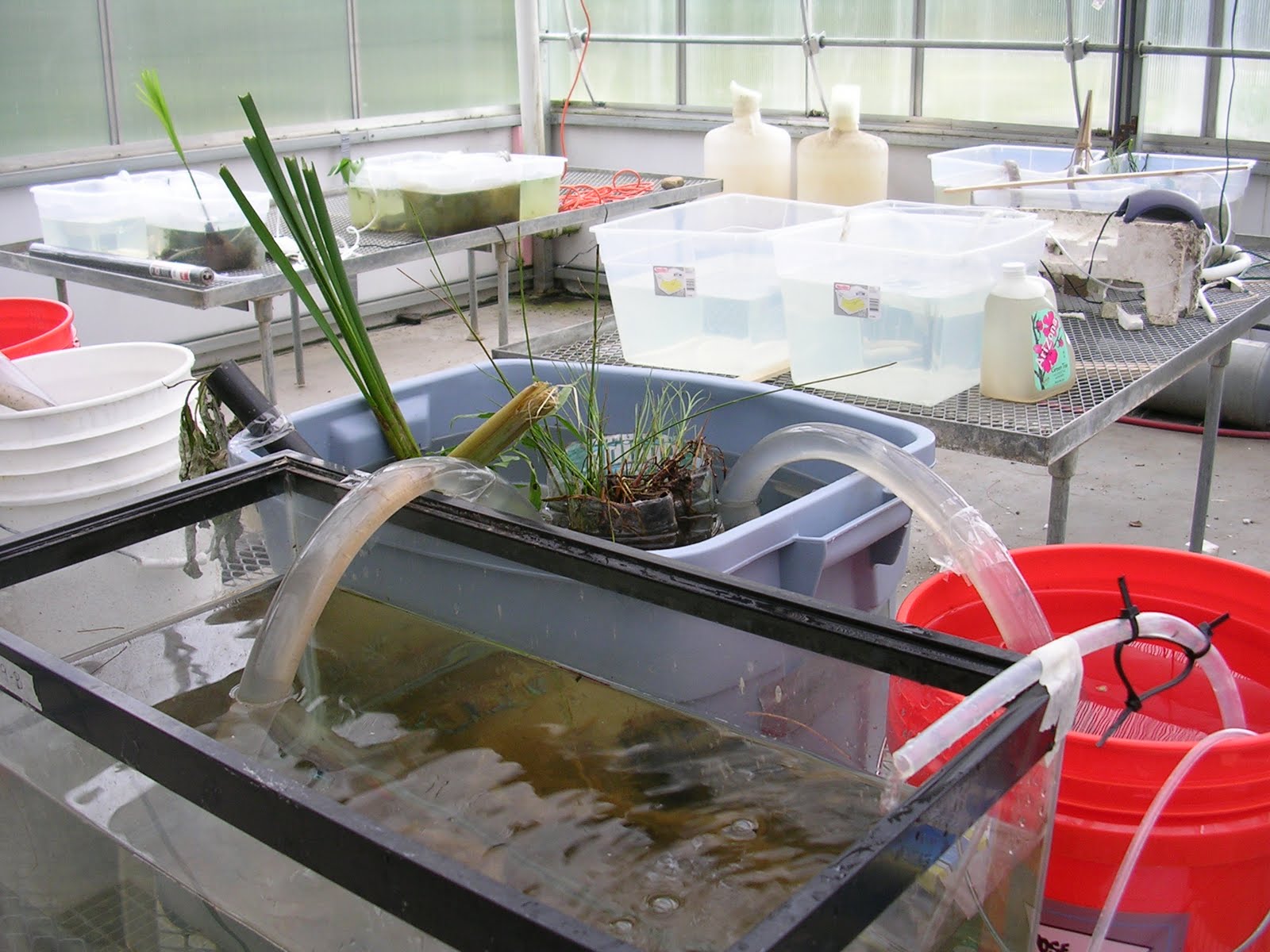 Supersede Convention!: a living machine being built, and its natural ...