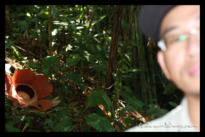 C(a)D Ramblings: Rafflesia Blooming at Kg. Kokob, Ranau...