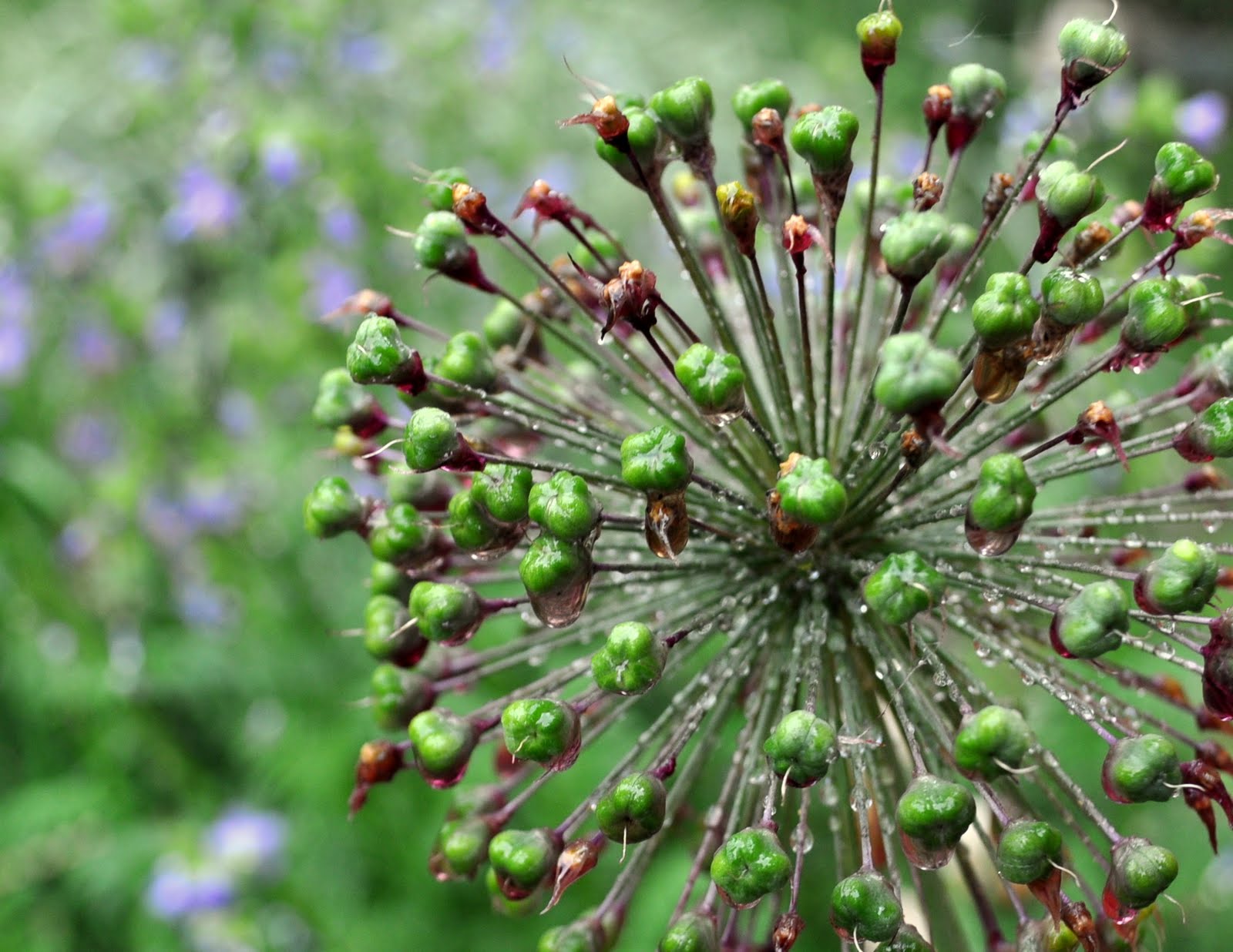 Weaver Girl Guz: Dwindling