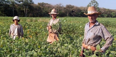 Paraguay: agricultura y ganaderia de paraguay