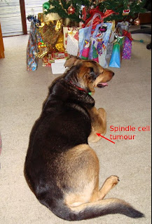 the talk of the town: Spindle Cell Tumour in Dogs