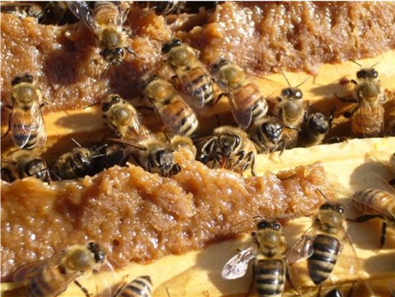 elnuevoenjambre: ABEJAS GORDAS 4