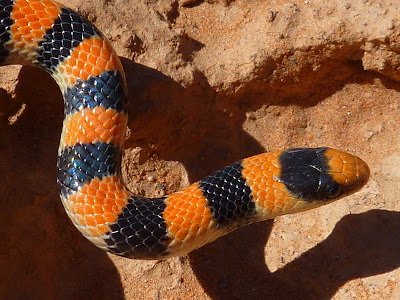 keep creative: Southern Utah Wildlife