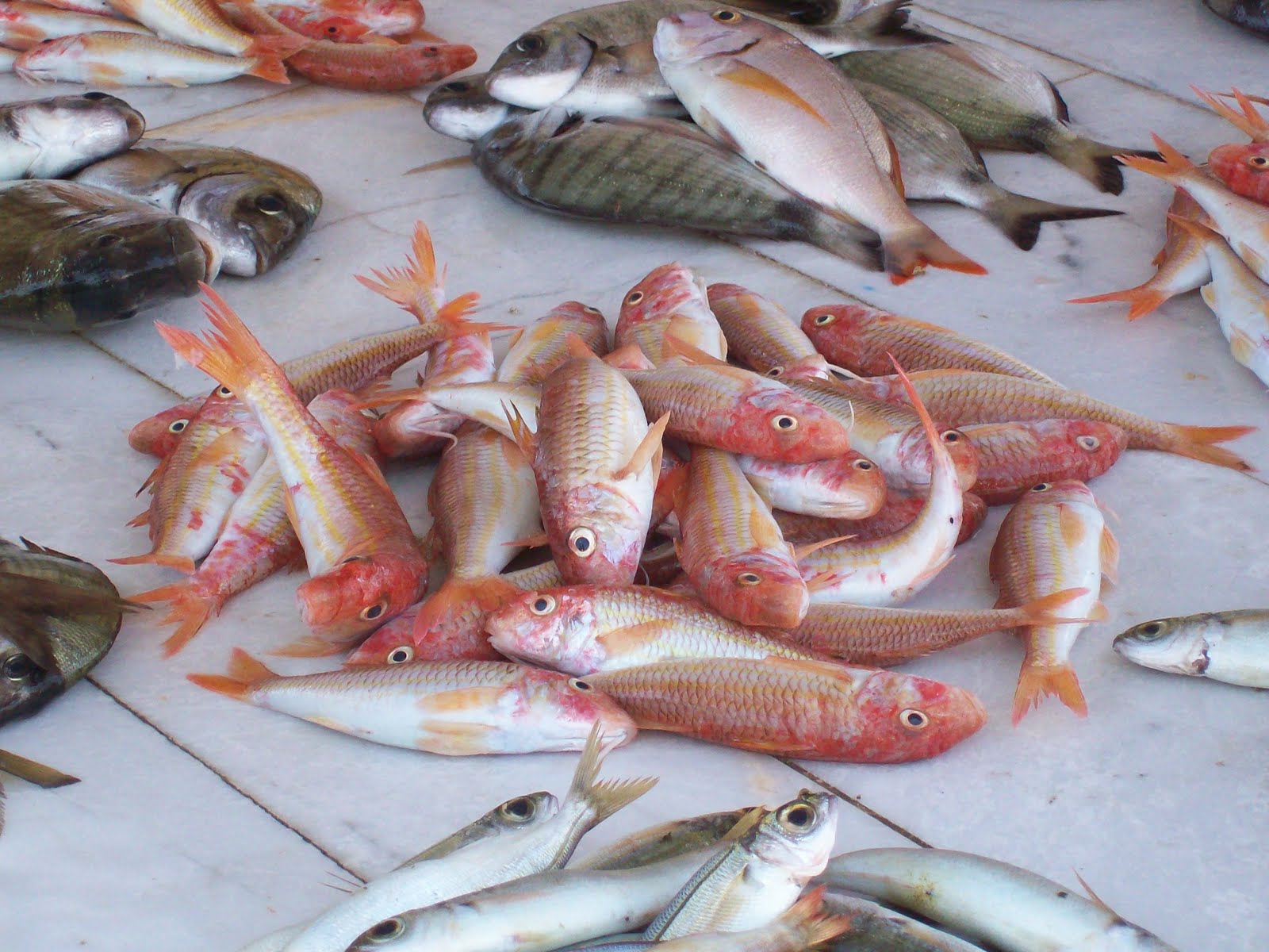 ALATZATA ALAÇATI: Barbun Balığı Nasıl Kızartılır