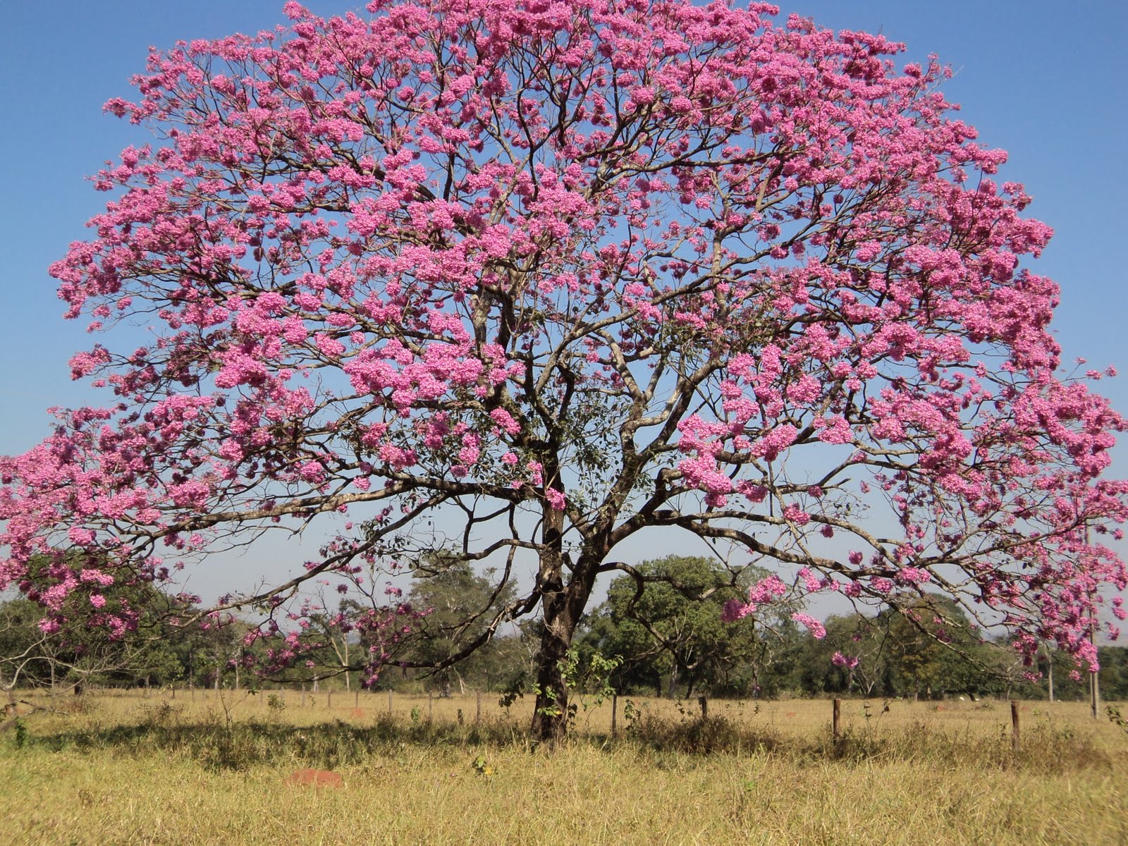 SOS Cerrado: Ipê roxo