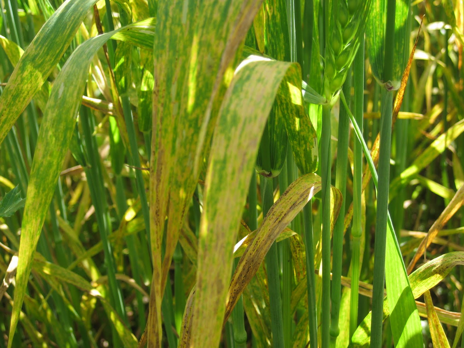 A Conventional Farm Transitions to Organic.: Disease problems in hard ...