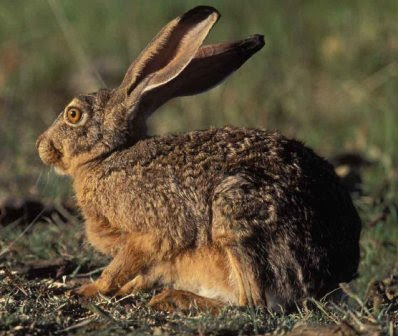 Fauna y Flora de Palazuelo de Vedija: LIEBRE IBÉRICA (Lepus granatensis)