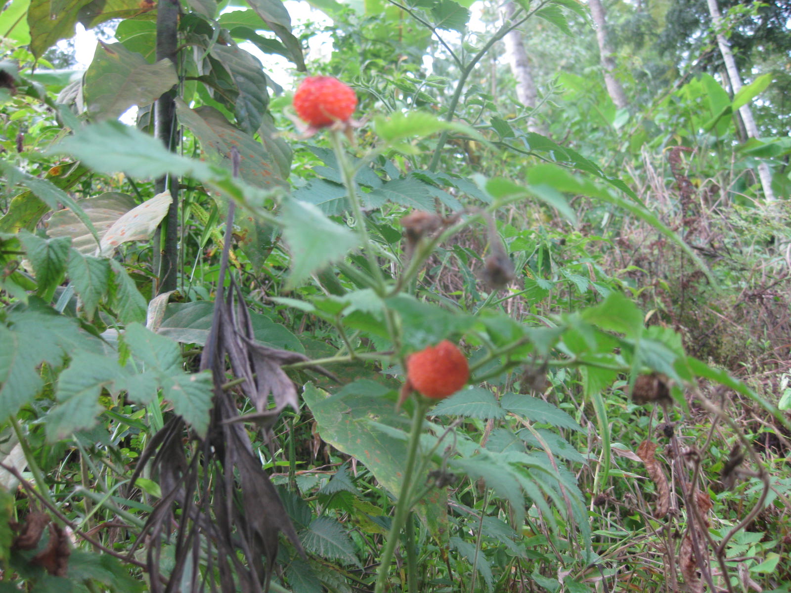 T-E-M-B-E-A Tanzania: Matunda ya porini; Arusha National Park