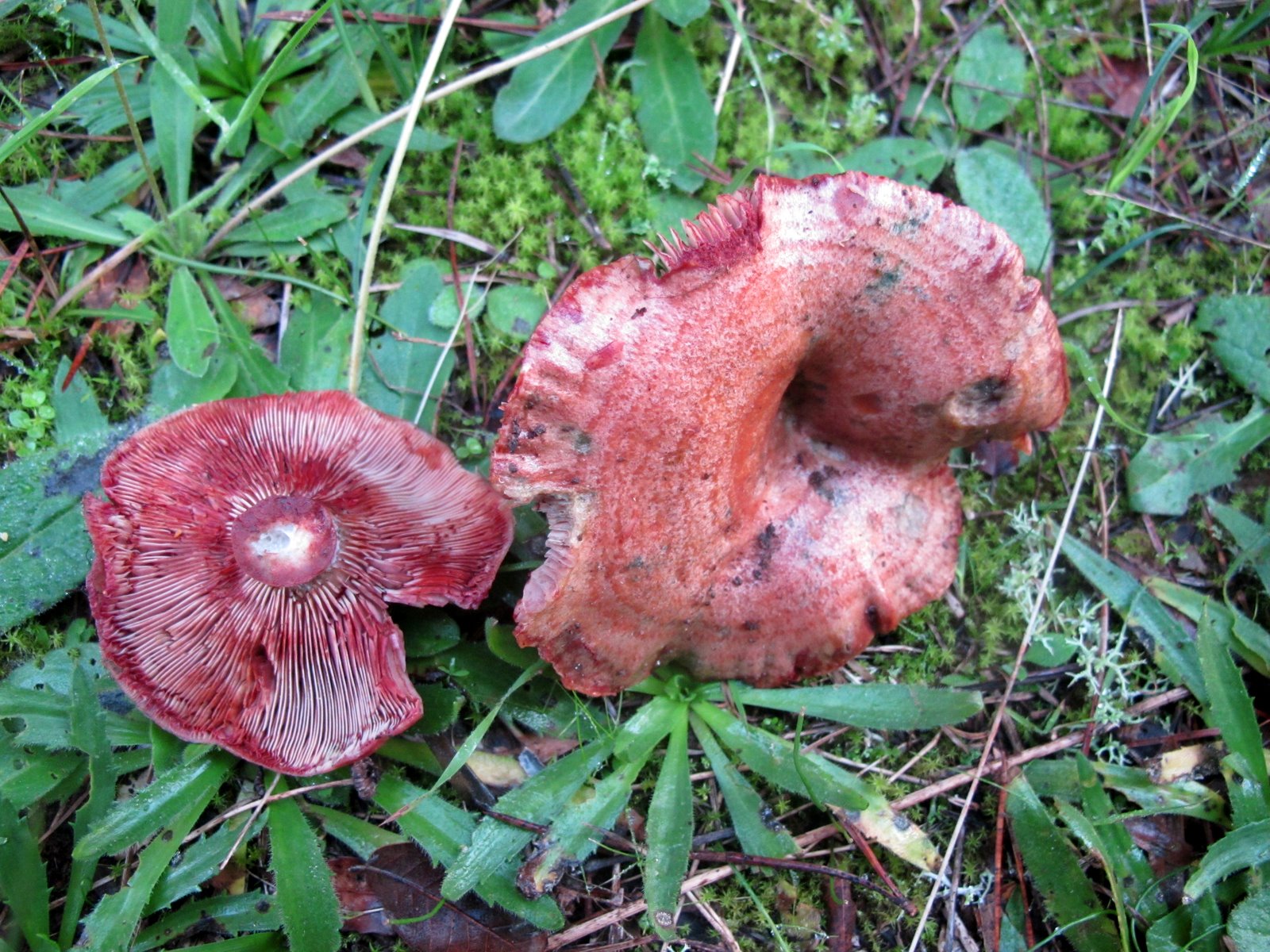 AMICI DEI FUNGHI E DELLA NATURA: Lactarius sanguifluus var. violaceus ...