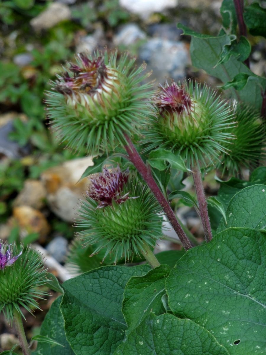 jardins cosmopolites: la plante sauvage du jour: la grande Bardane ou ...