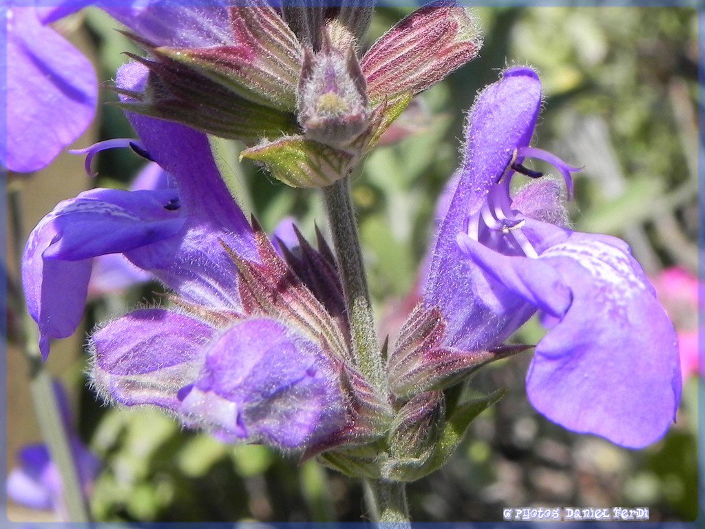 Chez Madeleine: Fleurs
