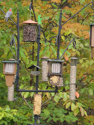 Brett's Backyard Birds: WBU Advanced Pole System