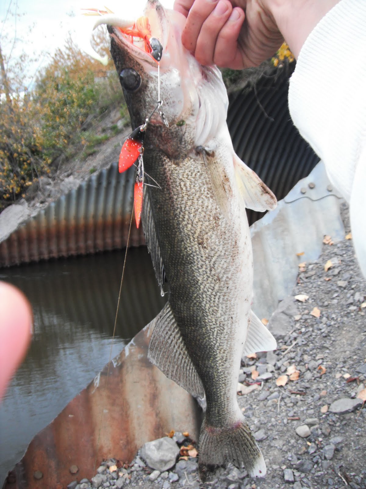 Bite My Lure !: Petrie Island Trifecta