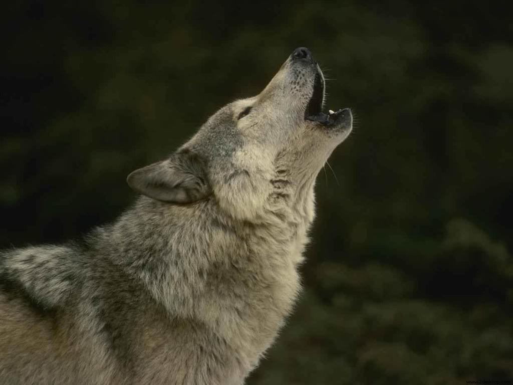 Amaging World: BeautifuL WoLves in the wild