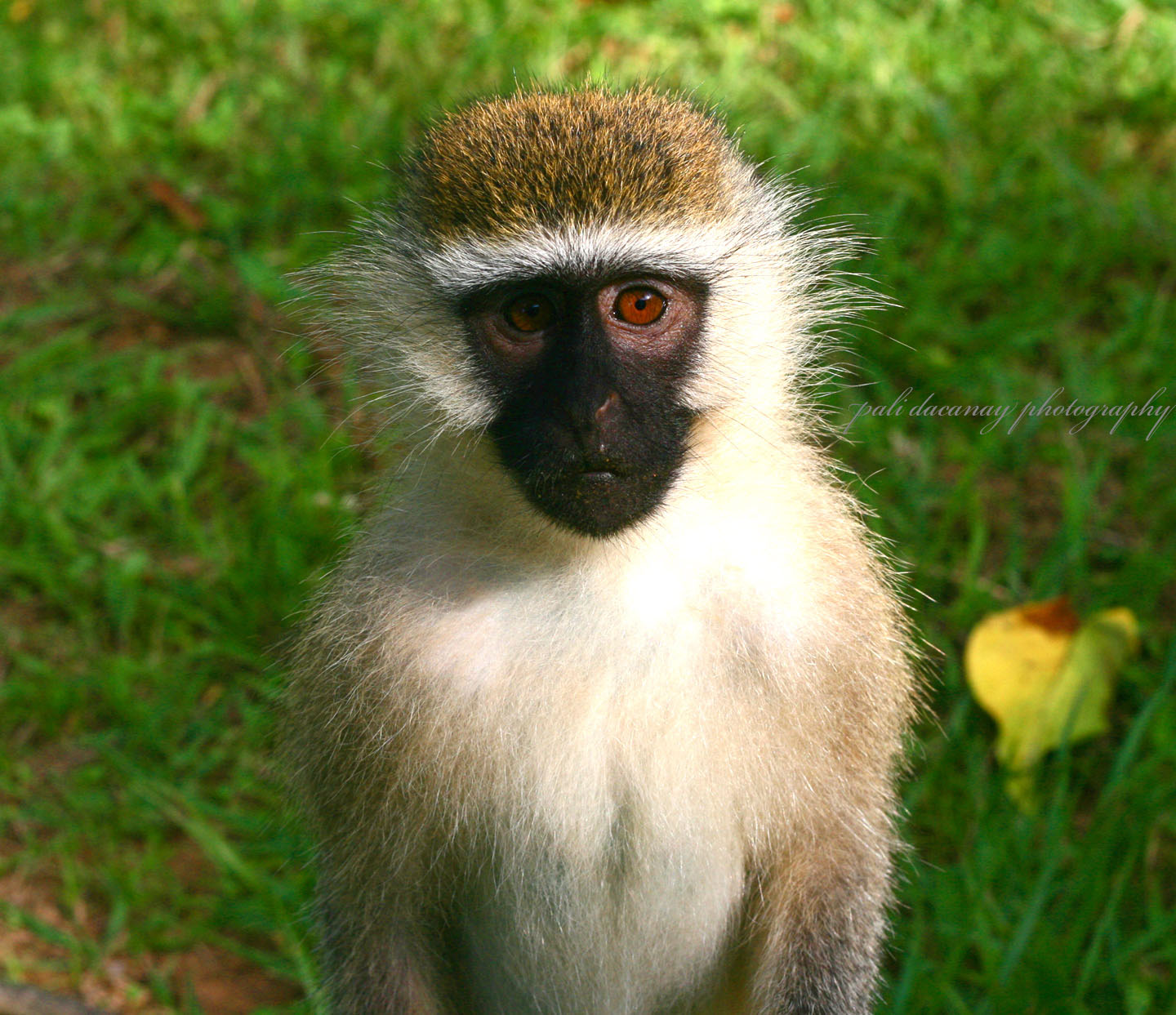 pali dacanay photography: uganda beauty