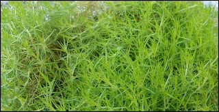 Le jardin des 4 coins: Arenaria verna 'aurea'