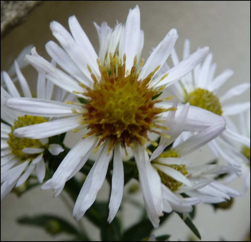 Le jardin des 4 coins: Aster and Co