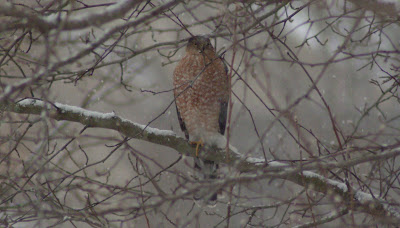 Colvin Run Habitat: Cooper's Hawk and Red-Shouldered Hawk Tuck Feet to ...