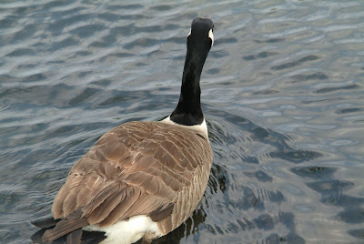 Colvin Run Habitat: Canadian Goose Takes a Swim